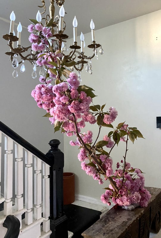 'Sun Room in the Heart of San Francisco ' Room to Rent from SpareRoom
