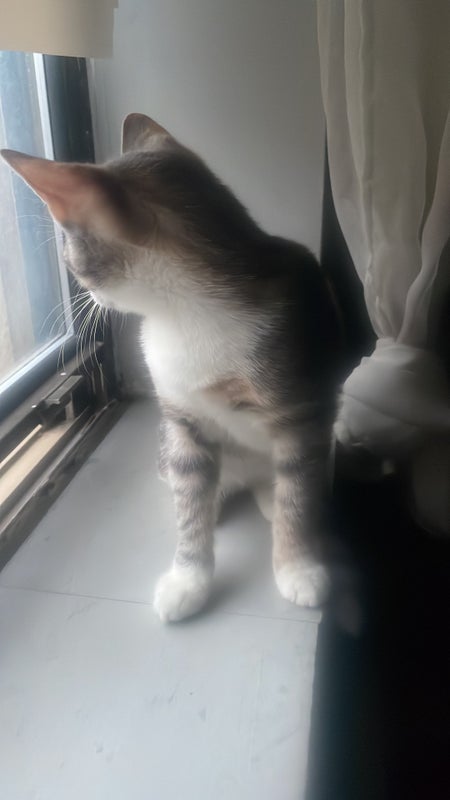 'Room wanted in NYC' Roommate from SpareRoom